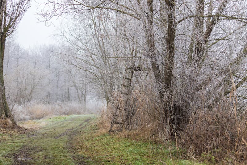 Winter Landscape. Forest Path between Trees on Which is Perched for ...