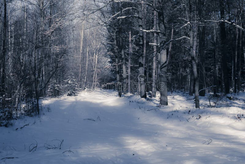 Path in wintry forest stock image. Image of countryside - 132289955