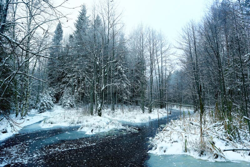 Winter Landscape of Forest River Stock Image - Image of countryside ...