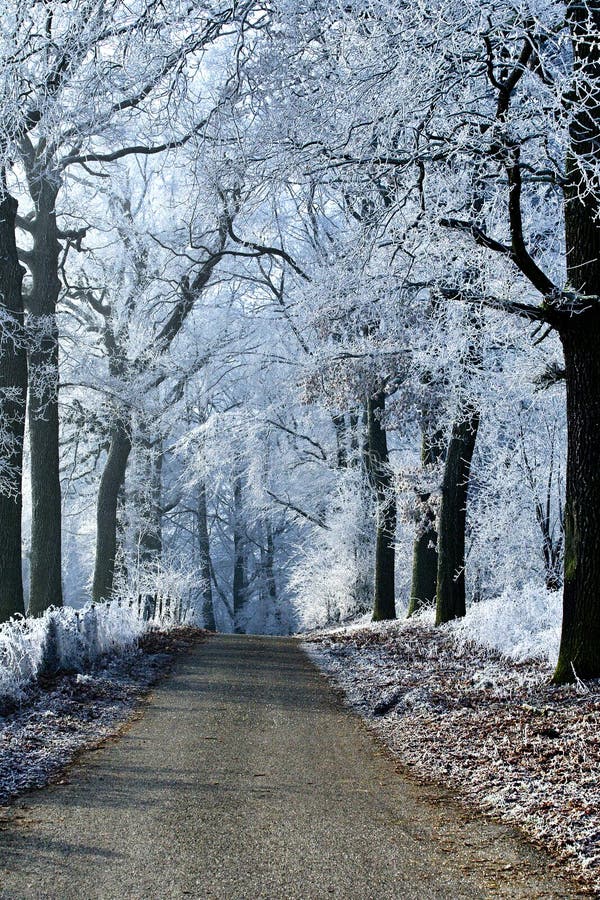 Winter Landscape Forest Road with Ice Trees Stock Image - Image of tree ...