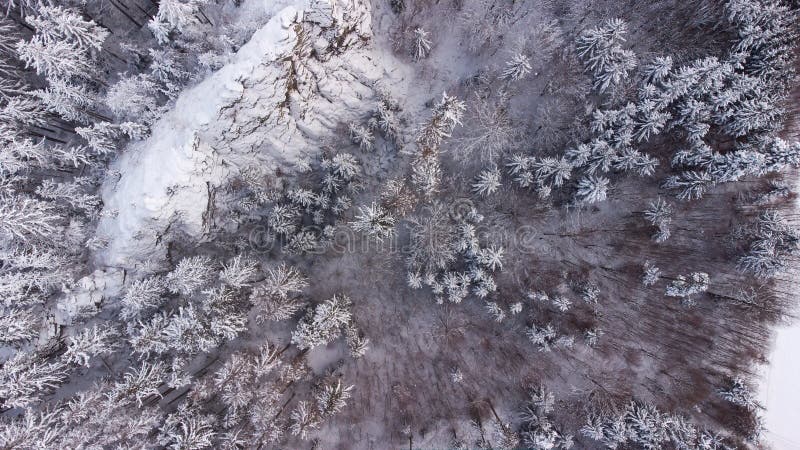 Winter Landscape with Forest and Snow from Above from a Drone Stock ...