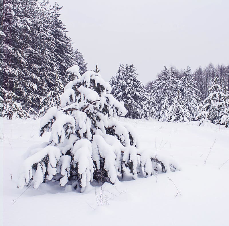 Winter Forest with Snow Covered Fir-trees Stock Image - Image of ...