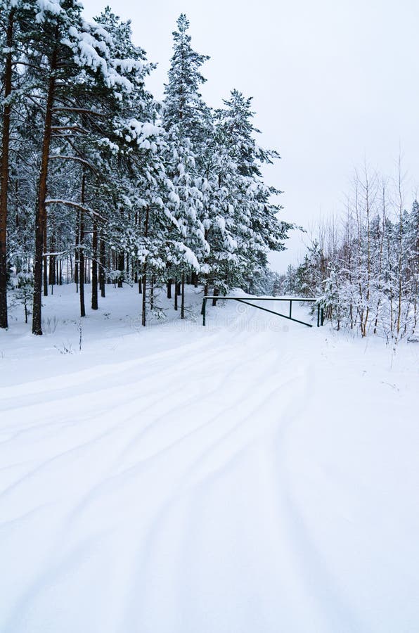 Landscape at the Forest Lake Stock Image - Image of cold, lake: 24150293