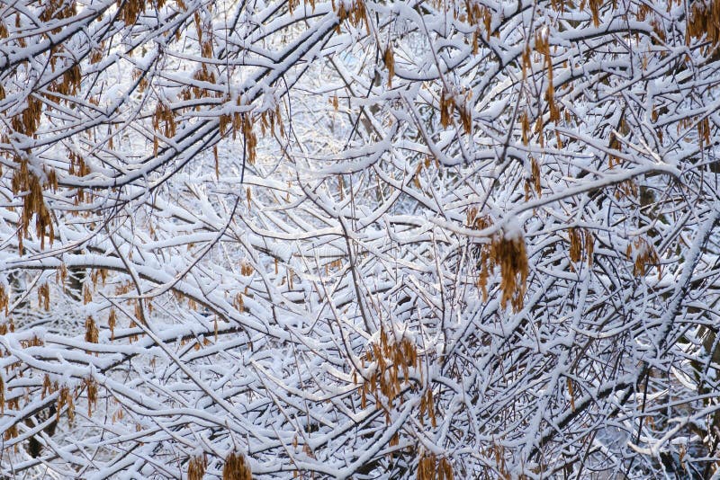Winter Landscape with with Fresh Powder Snow and Trees Stock Image ...