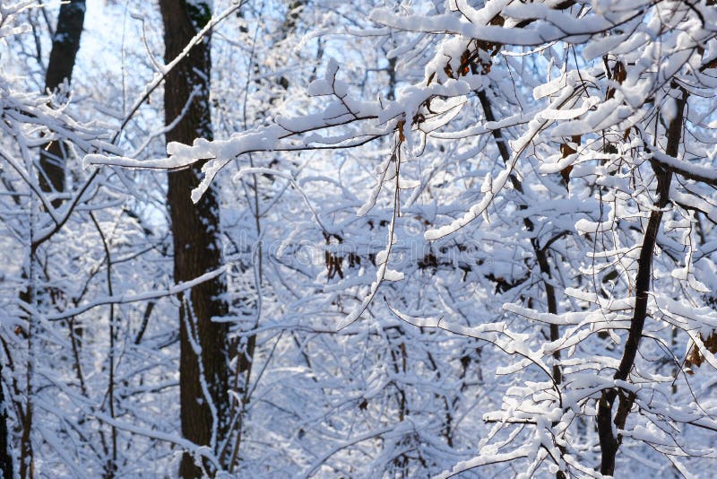 Winter Landscape with with Fresh Powder Snow and Trees Stock Photo ...