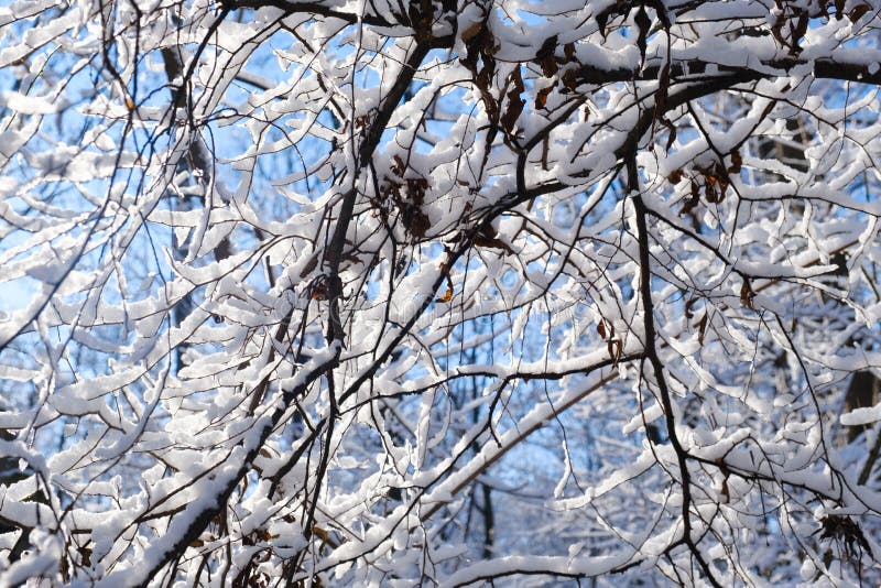 Winter Landscape with with Fresh Powder Snow and Trees Stock Image ...