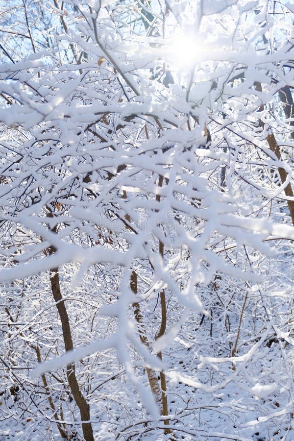 Winter Landscape with with Fresh Powder Snow and Trees Stock Image ...