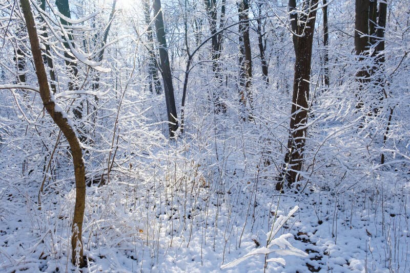Winter Landscape with with Fresh Powder Snow and Trees Stock Photo ...