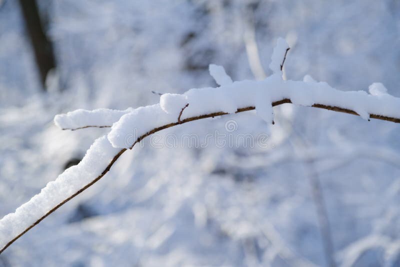 Winter Landscape with with Fresh Powder Snow and Trees Stock Image ...