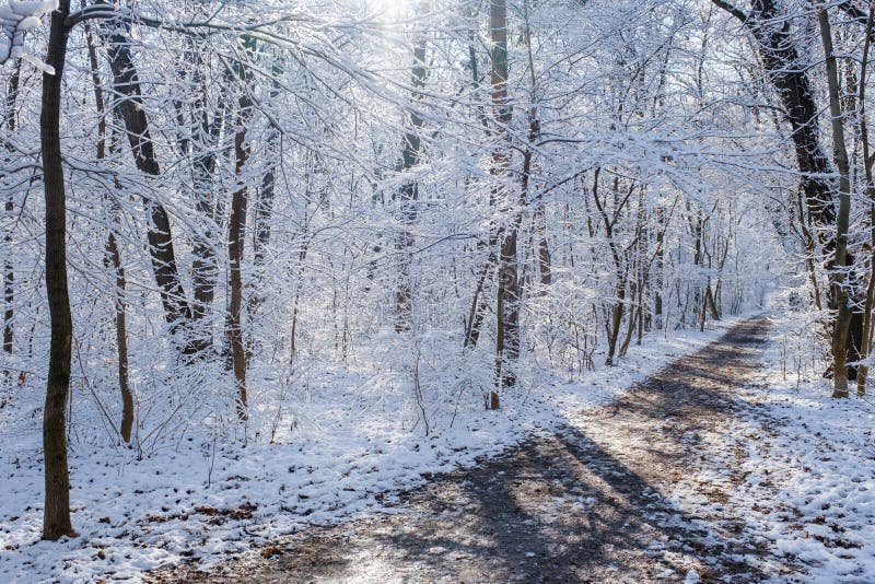 Winter Landscape with with Fresh Powder Snow and Trees Stock Image ...