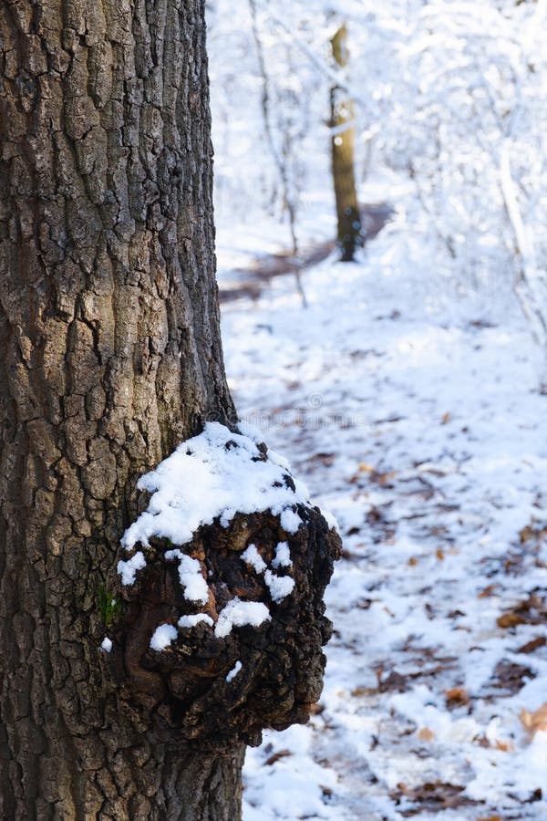 Winter Landscape with with Fresh Powder Snow and Trees Stock Photo ...