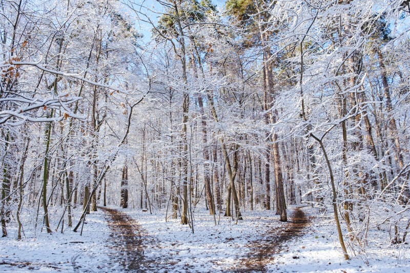Winter Landscape with with Fresh Powder Snow and Trees Stock Photo ...