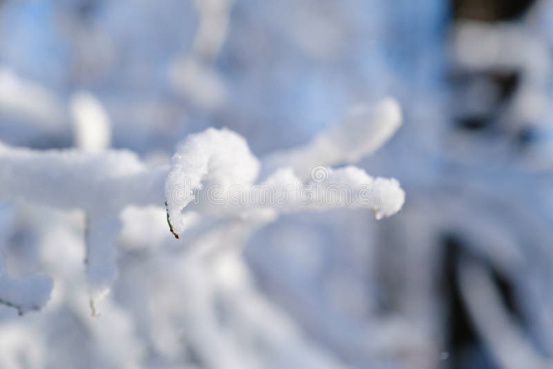 Winter Landscape with with Fresh Powder Snow and Trees Stock Image ...