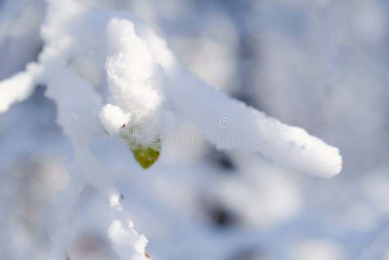Winter Landscape with with Fresh Powder Snow and Trees Stock Image ...