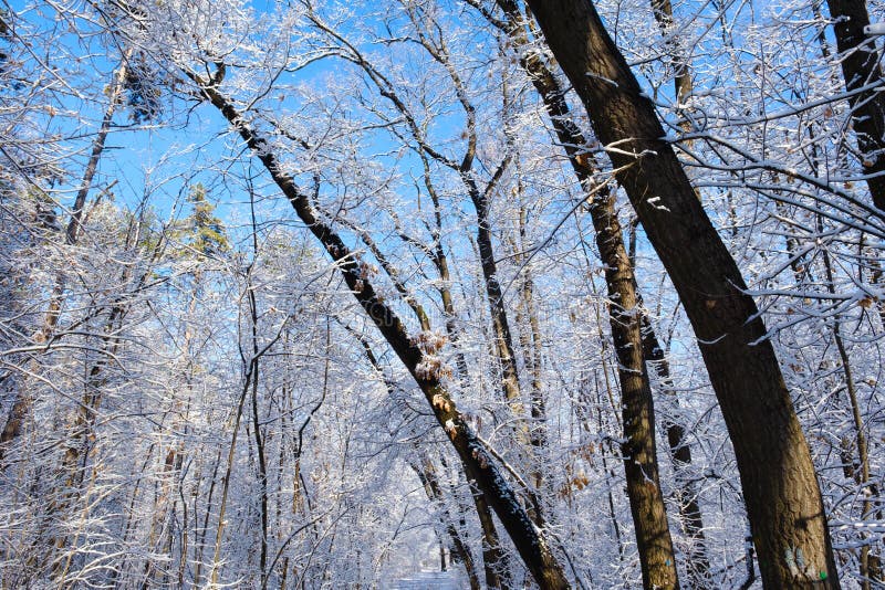Winter Landscape with with Fresh Powder Snow and Trees Stock Image ...