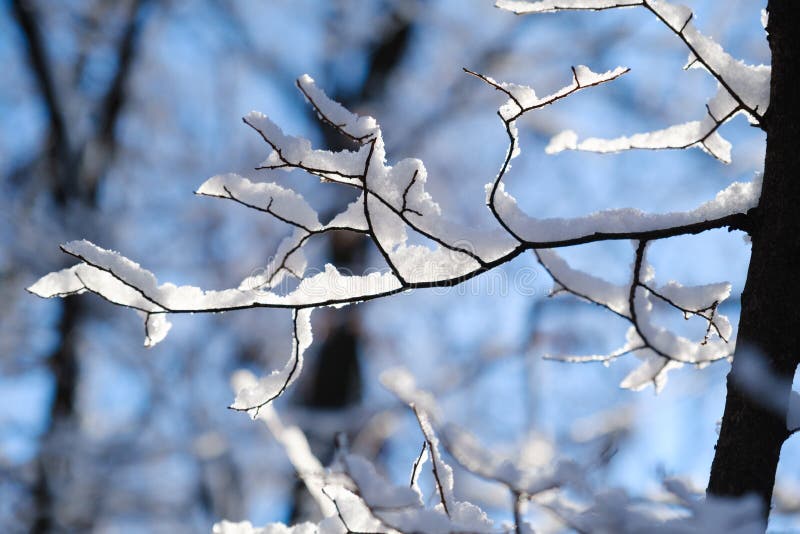 Winter Landscape with with Fresh Powder Snow and Trees Stock Image ...