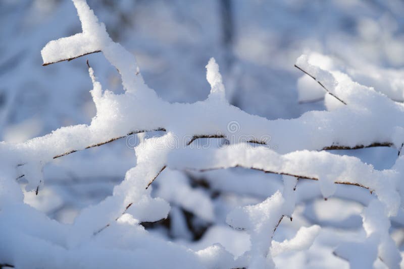 Winter Landscape with with Fresh Powder Snow and Trees Stock Photo ...
