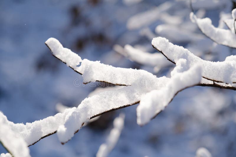 Winter Landscape with with Fresh Powder Snow and Trees Stock Image ...