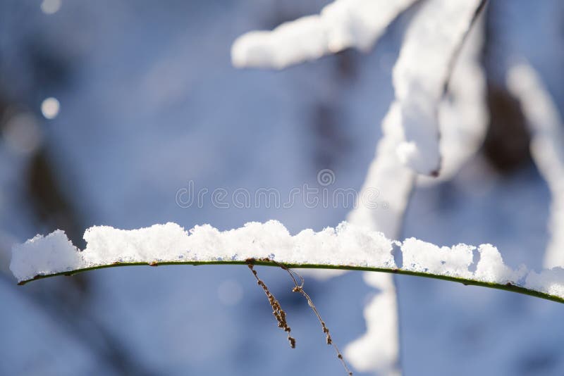 Winter Landscape with with Fresh Powder Snow and Trees Stock Photo ...