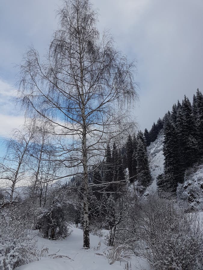 .Fresh Snow in the Mountain Forest. Stock Photo - Image of blurred ...