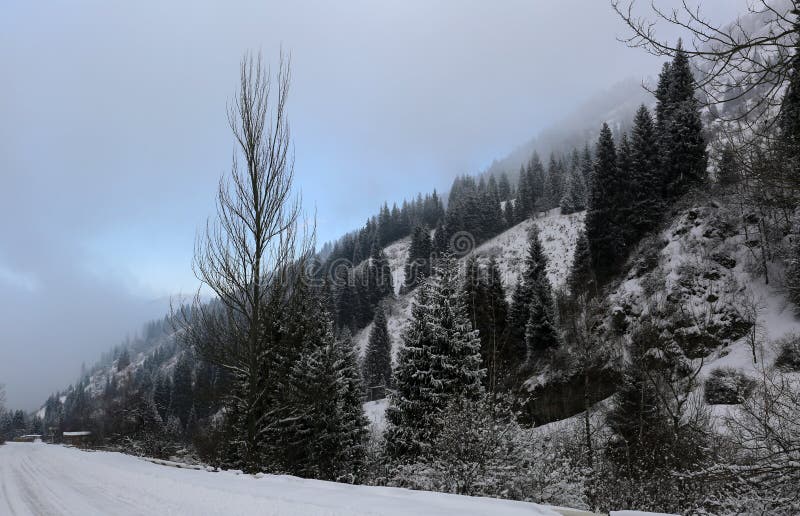 Fresh Snow in the Mountain Forest. Stock Image - Image of fresh ...