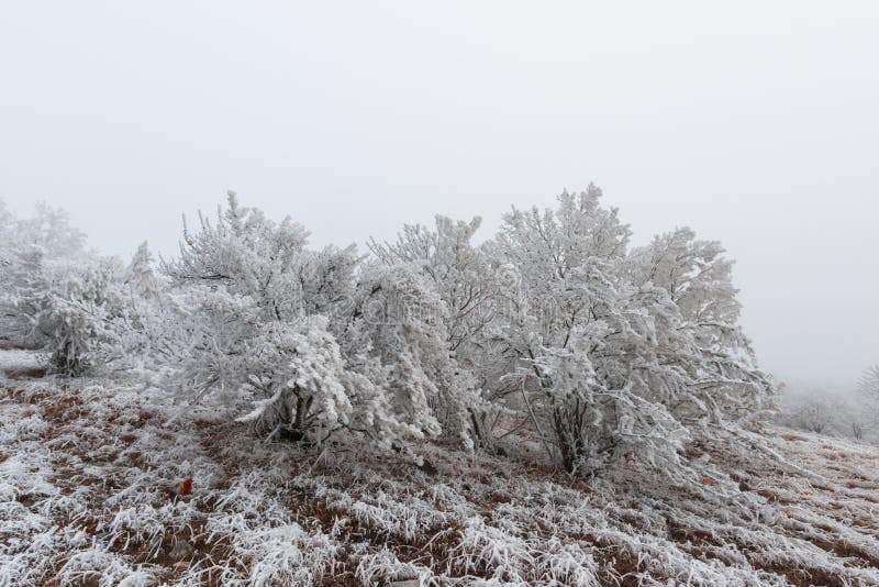 Winter Landscape with Fresh Snow and Rime on the Tree Stock Image ...