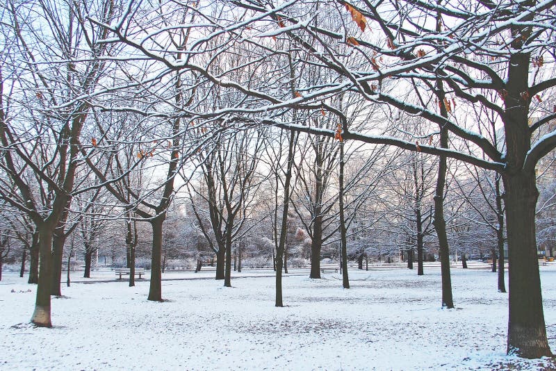 Winter Landscape with Fresh Snow and Trees Stock Photo - Image of ...