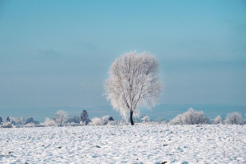 Winter Landscape with Frosted Tree Stock Photo - Image of tree, season ...