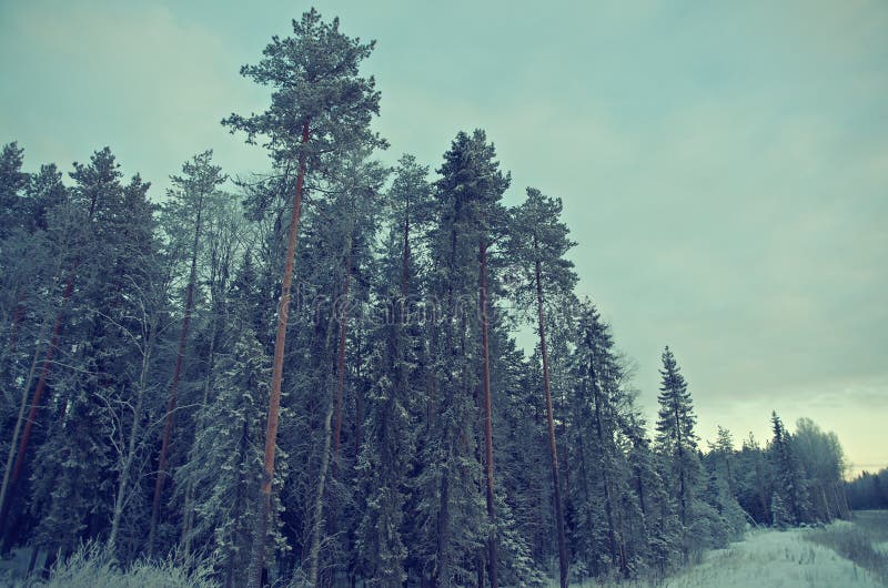.frozen taiga forest stock photo. Image of season, sunset - 98979258