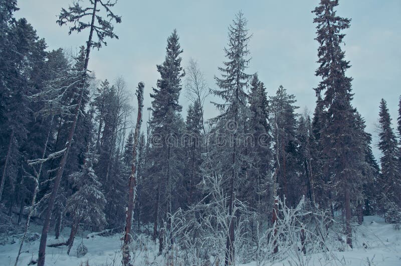 Winter landscape. stock photo. Image of frost, taiga - 65370620