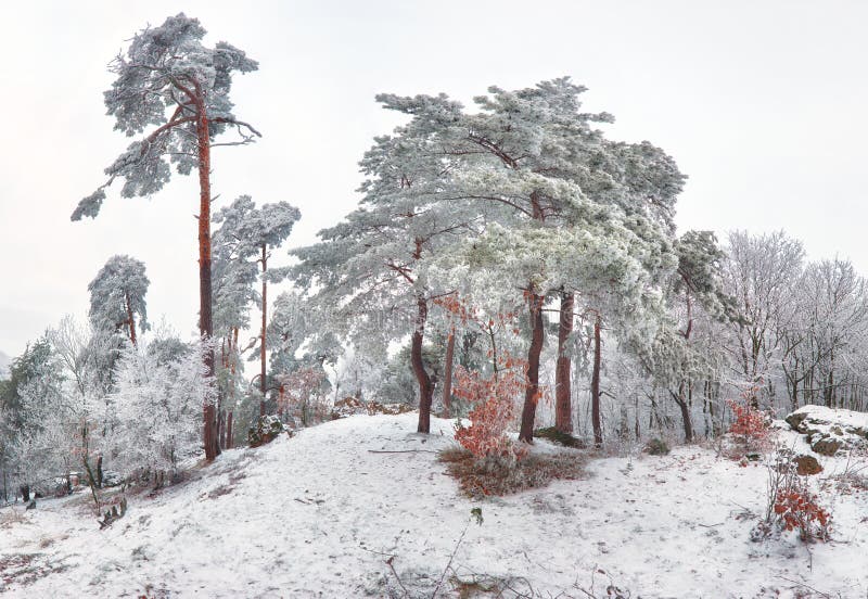 Winter Landscape with Frozen Tree Stock Image - Image of landscape ...