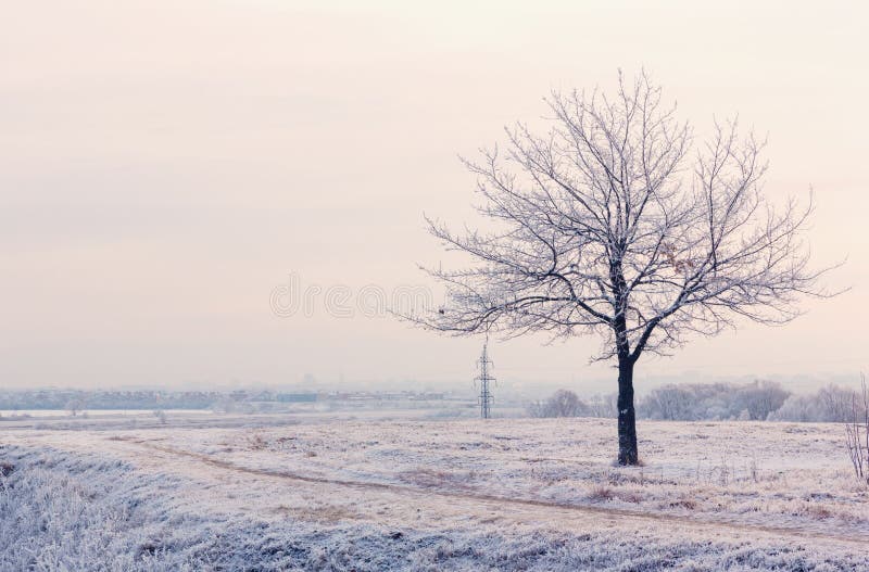 Winter Tree, Frozen Landscape Stock Photo - Image of blue, christmas ...