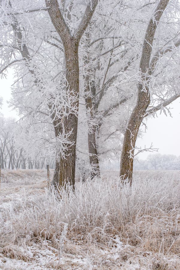 Winter Landscape, Frozen Trees Stock Photo - Image of trees, nature ...