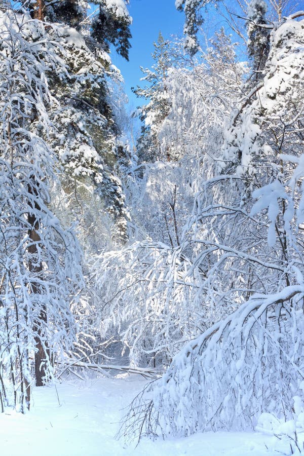 Winter Landscape with Frozen Trees Stock Photo - Image of frozen, blue ...