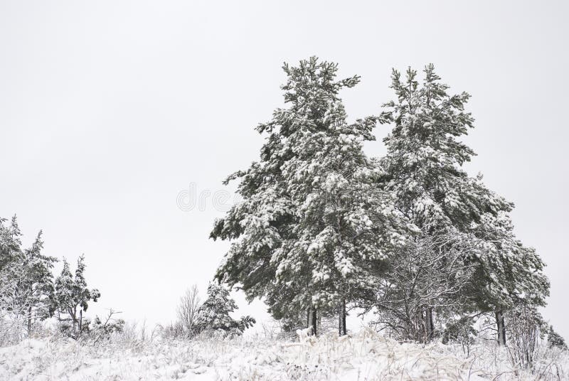 Winter Landscape. Fur-trees Grow. Stock Photo - Image of snow, color ...