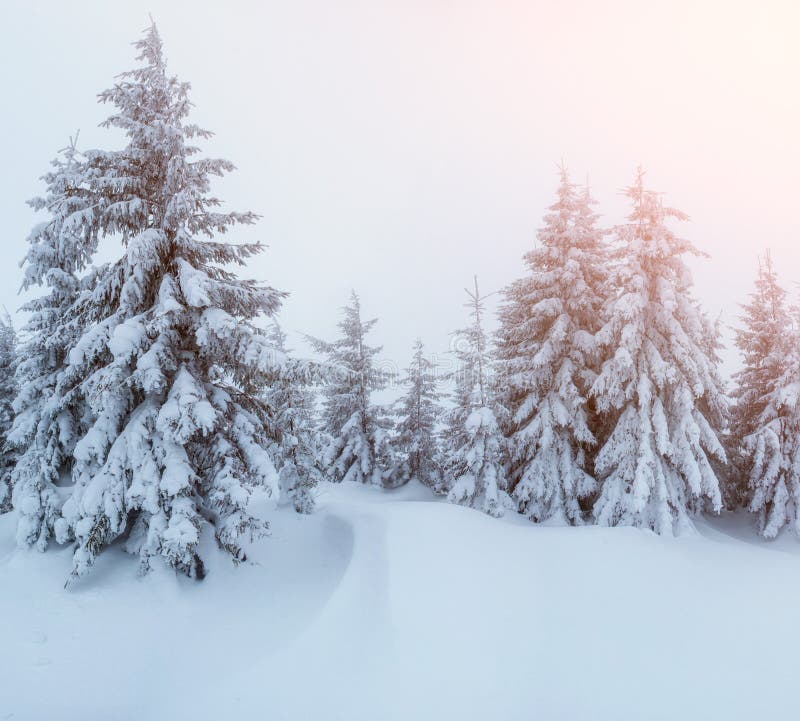 Winter Landscape Glowing by Sunlight. Dramatic Wintry Scene Stock Image ...