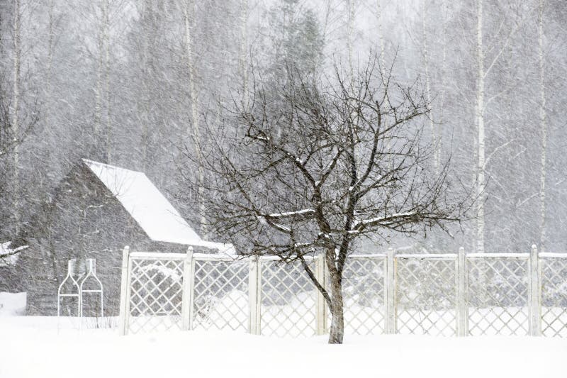 Winter Landscape, Heavy Snowstorm, Hurricane Wind and Heavy Snowfall ...