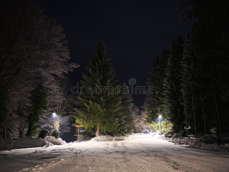 Winter Landscape with High Trees at Night Stock Image - Image of nature ...