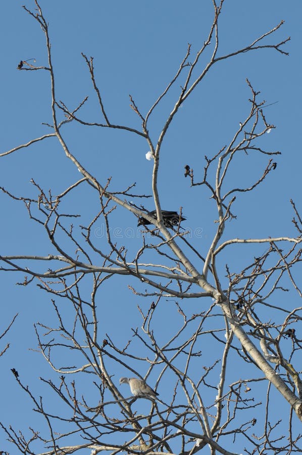 Crow and Wild Dove Perch on Tree Top Branch Stock Image - Image of ...