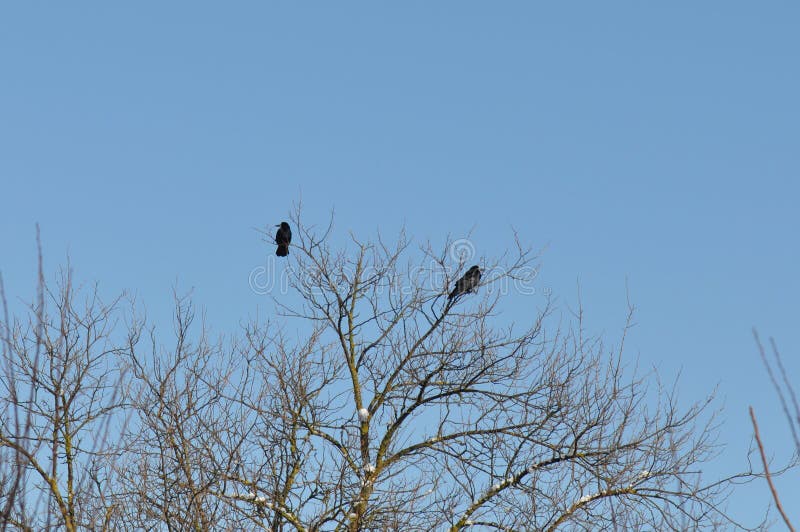 Crows Perch on Tree Top Branch Stock Image - Image of lone, foggy ...