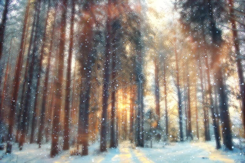 January Winter Landscape in Forest Stock Photo - Image of frost, dense ...