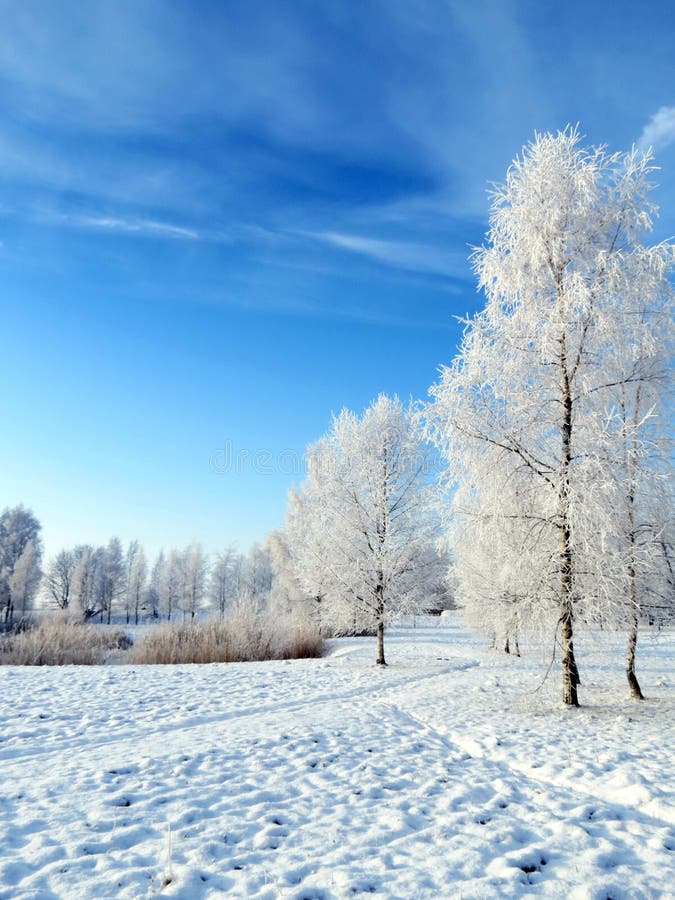 Winter Landscape, Lithuania. Stock Photo - Image of branch, landscape ...