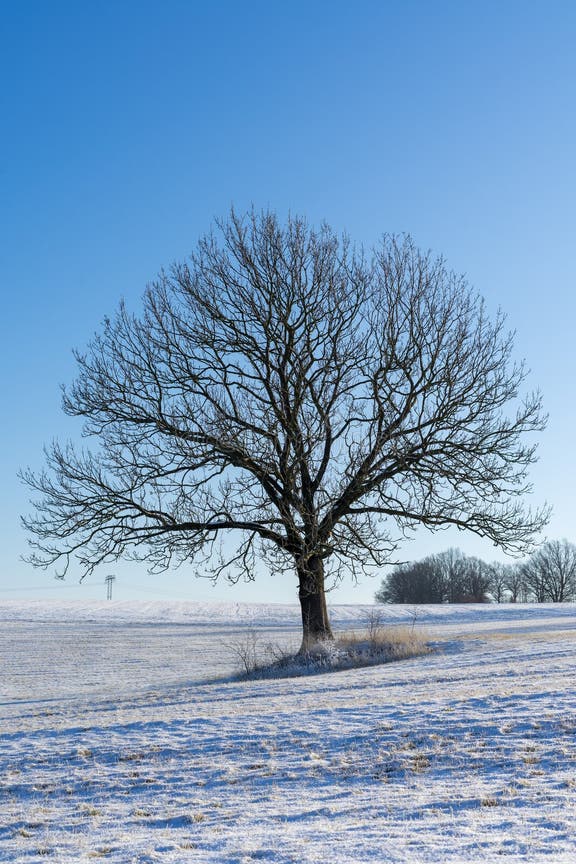 Winter Landscape with a Lonely One Tree Vertical Stock Image - Image of ...
