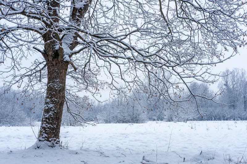 Winter Landscape with Lonely Tree and Snow Field Stock Image - Image of ...