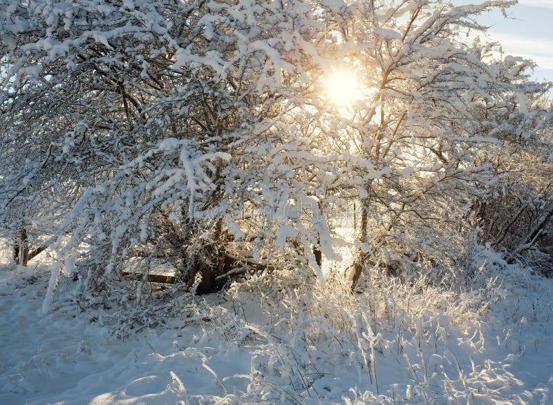 Winter landscape stock photo. Image of branch, frozen - 66191914