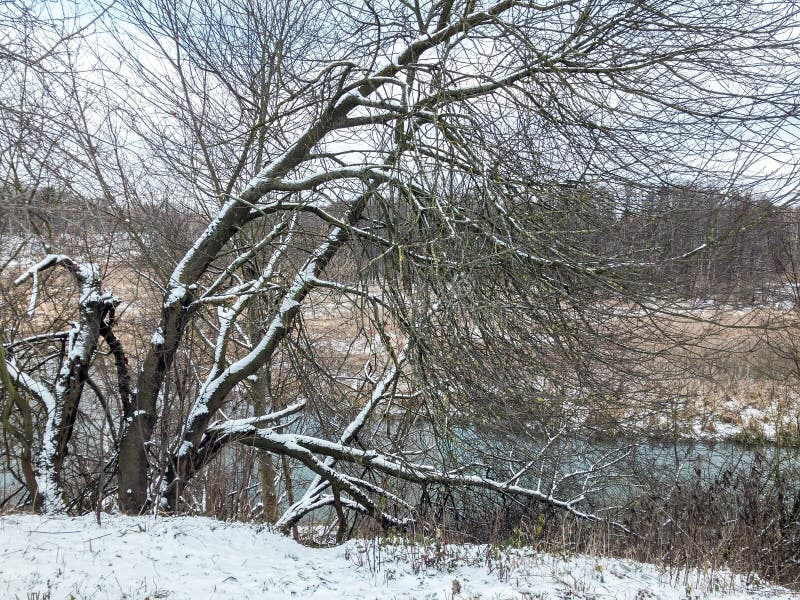 Winter Landscape with Old Beech Tree Covered with Snow and River Stock ...