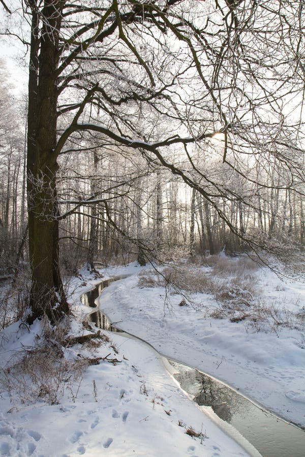 Winter landscape stock image. Image of hard, europe, forest - 86696573