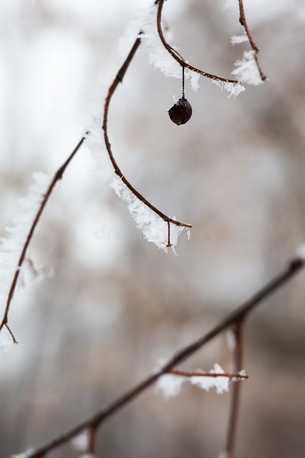 Winter Landscape in the Park - Details Stock Image - Image of natural ...
