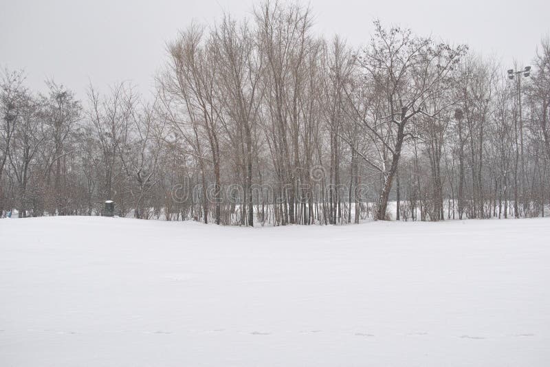 Winter stock image. Image of snow, park, tree, winter - 50774721