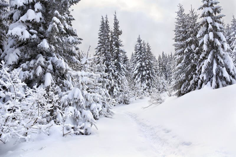Winter Landscape with Path with Footprints in Snow Following in Fir ...